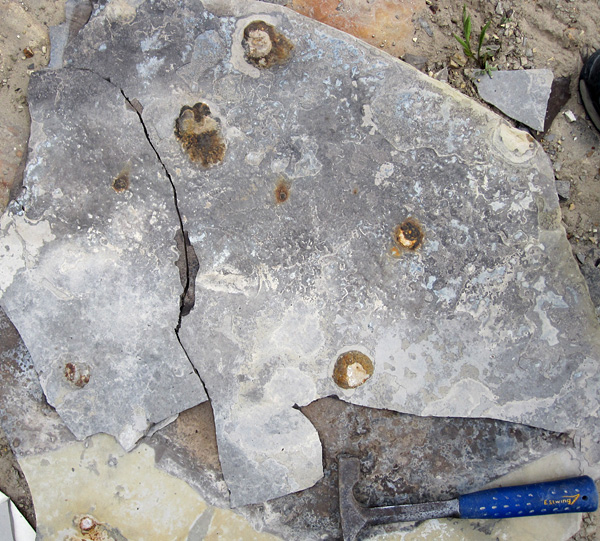 Ancient Shore | Paleontology, Geology, and Landscape | Page 14